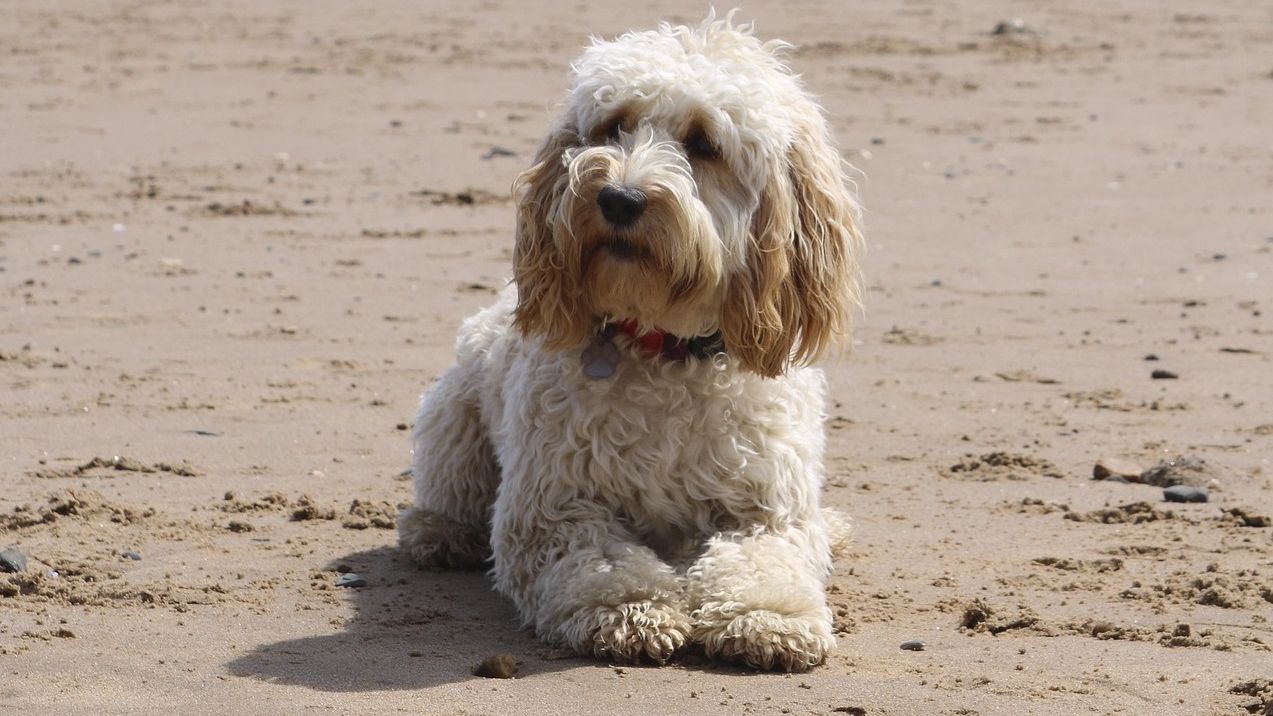 Man banned from keeping dogs after kicking pet in Bournemouth Man banned from keeping dogs after kicking pet in Bournemouth